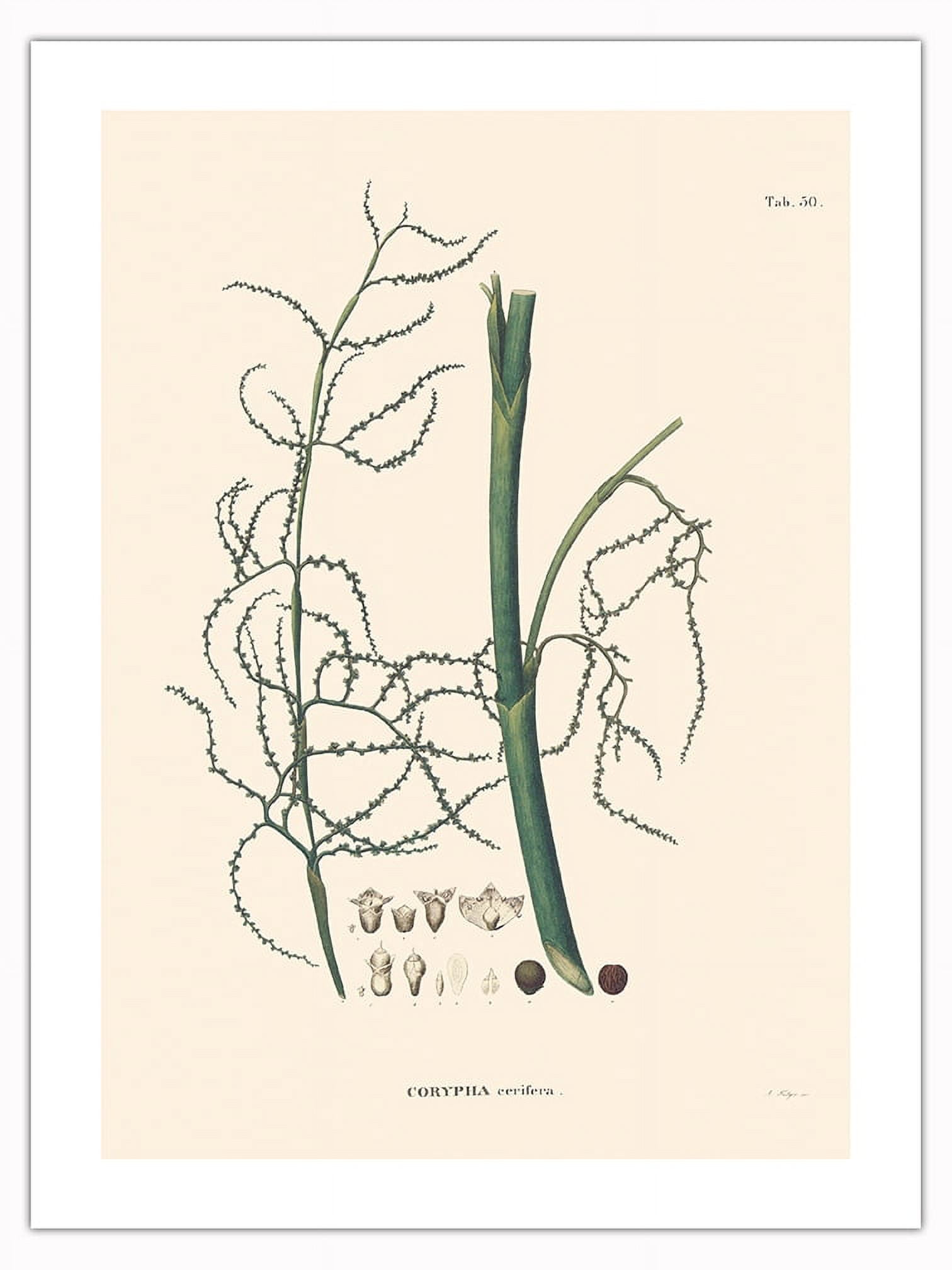 Carnauba Wax Palm Tree (Corypha Cerifera) - Vintage Botanical ...
