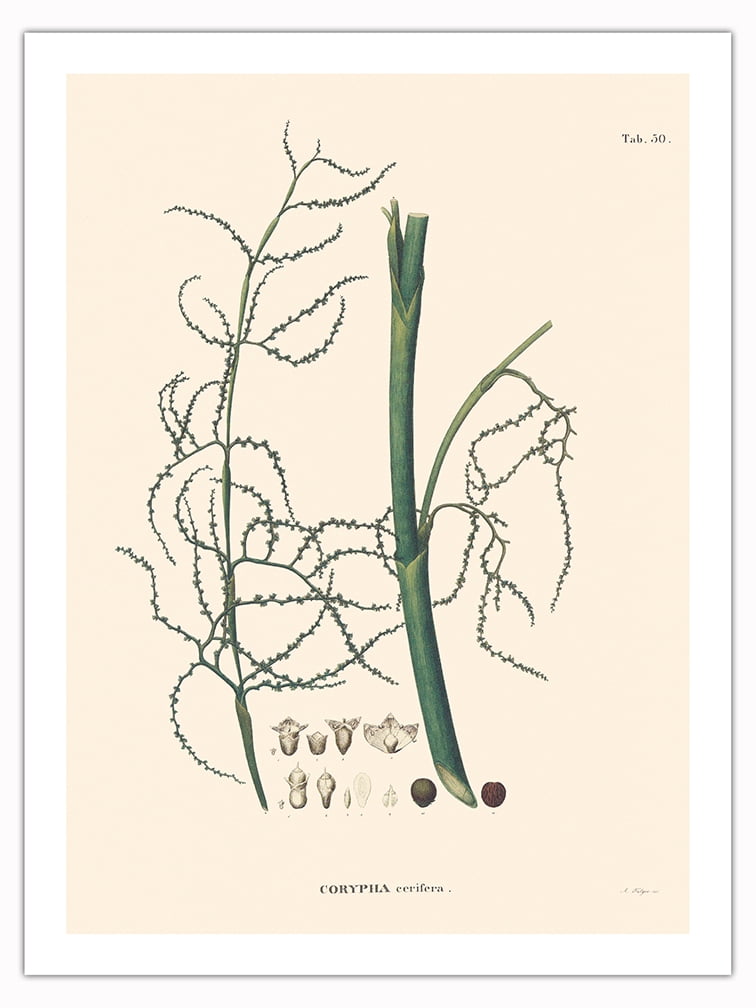 Carnauba Wax Palm Tree (Corypha Cerifera) - Vintage Botanical ...