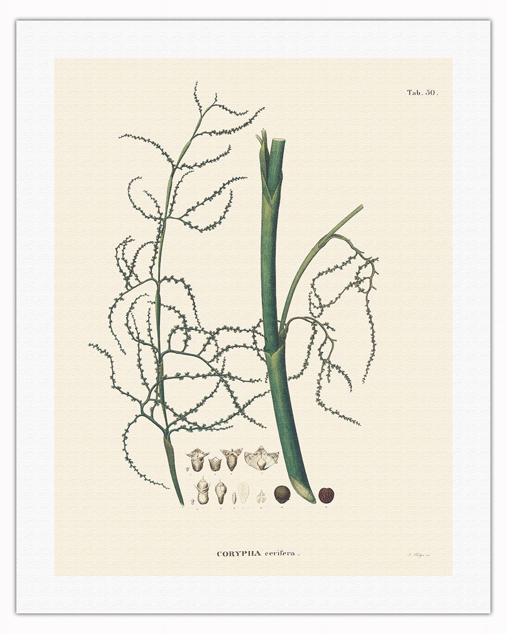 Carnauba Wax Palm Tree (Corypha Cerifera) - Vintage Botanical ...