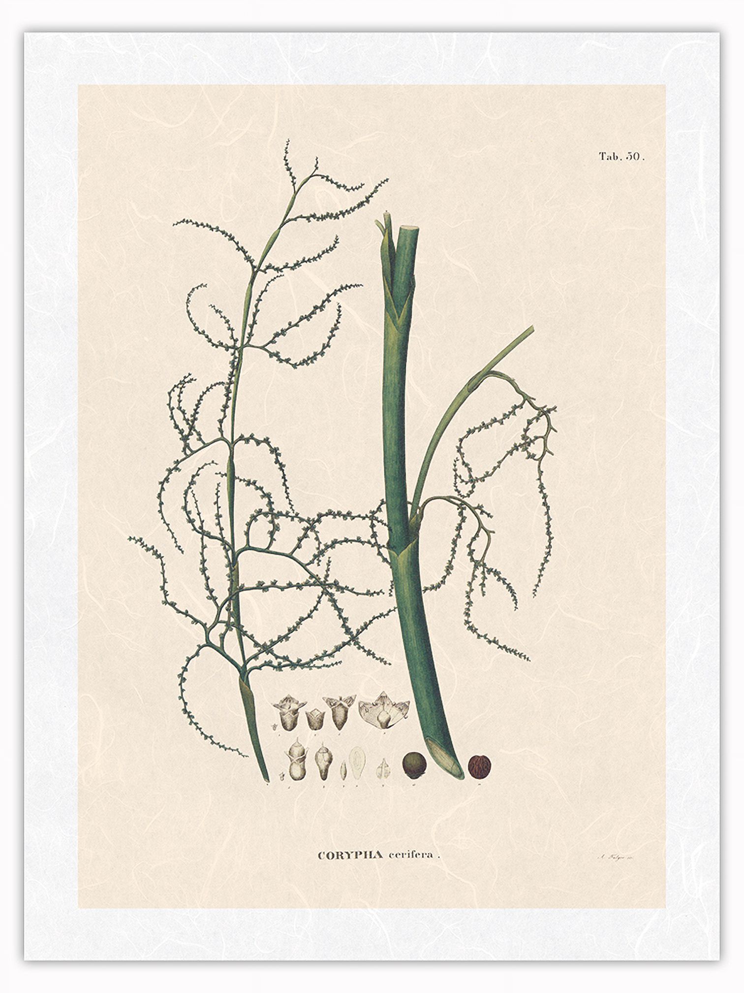 Carnauba Wax Palm Tree (Corypha Cerifera) - Vintage Botanical ...