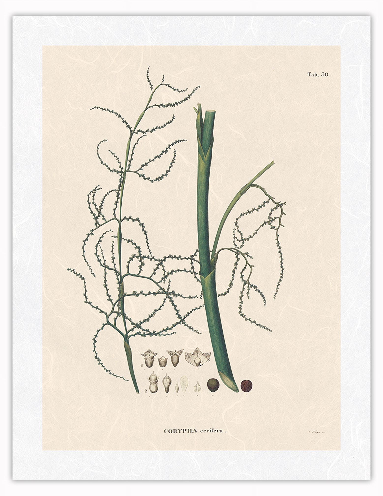 Carnauba Wax Palm Tree (Corypha Cerifera) - Vintage Botanical ...