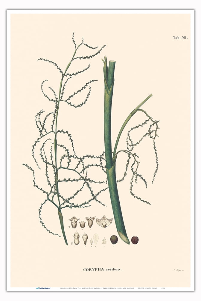 Carnauba Wax Palm Tree (Corypha Cerifera) - Vintage Botanical ...
