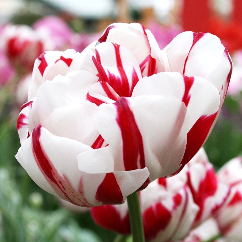 Carnaval de Nice Double Late Tulip Flower Bulbs - 10 Bulbs per Pack ...