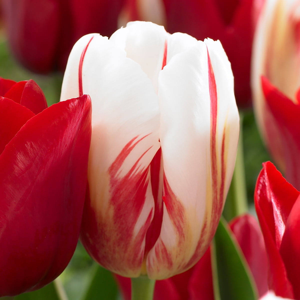 Carnaval de Rio Triumph Tulip 10 Bulbs - 12/+ cm Bulbs - Walmart.com