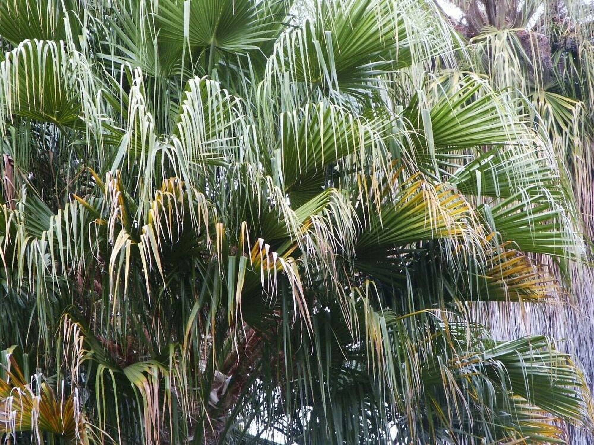 Carnavon Gorge Palm - Live Plant in a 10 Inch Growers Pot - Livistona ...