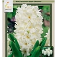 Carnegie Hyacinth 5 Bulbs - Pure White - Fragrant - 15/16 cm Bulbs - Walmart.com