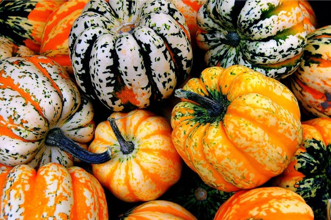 Carnival Acorn Squash Seeds for Planting | Colorful Squash, Grow Your ...