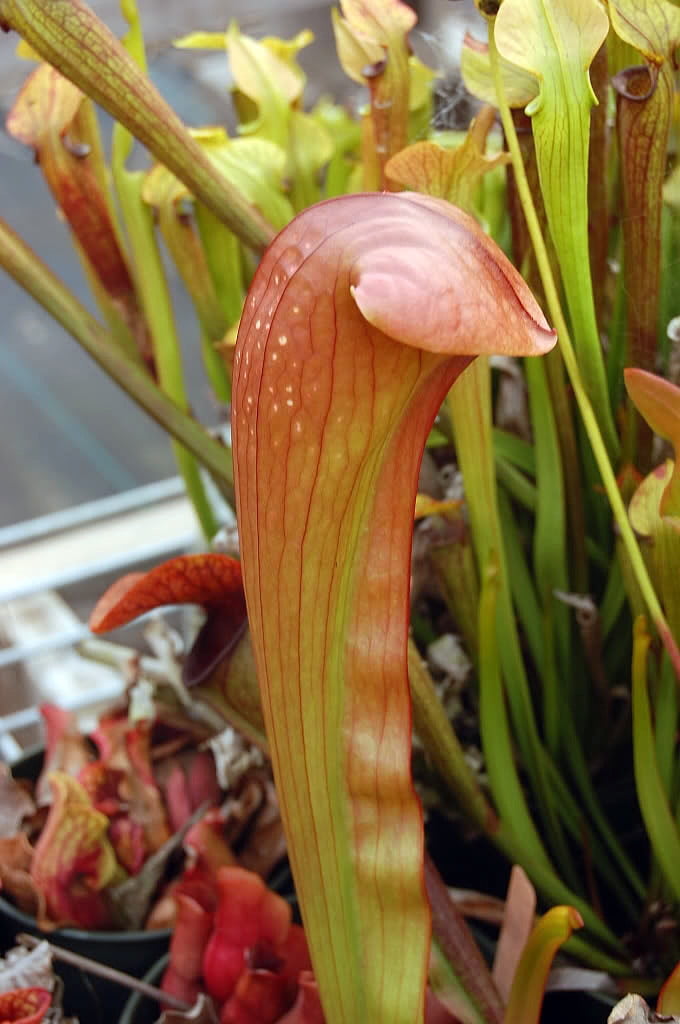 Carnivorous Bug Bat Pitcher Plant - Sarracenia - 3" Pot - Walmart.com