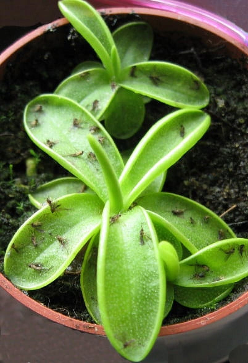 Carnivorous Butterwort Plant - Pinguicula primuliflora - 2" Pot ...