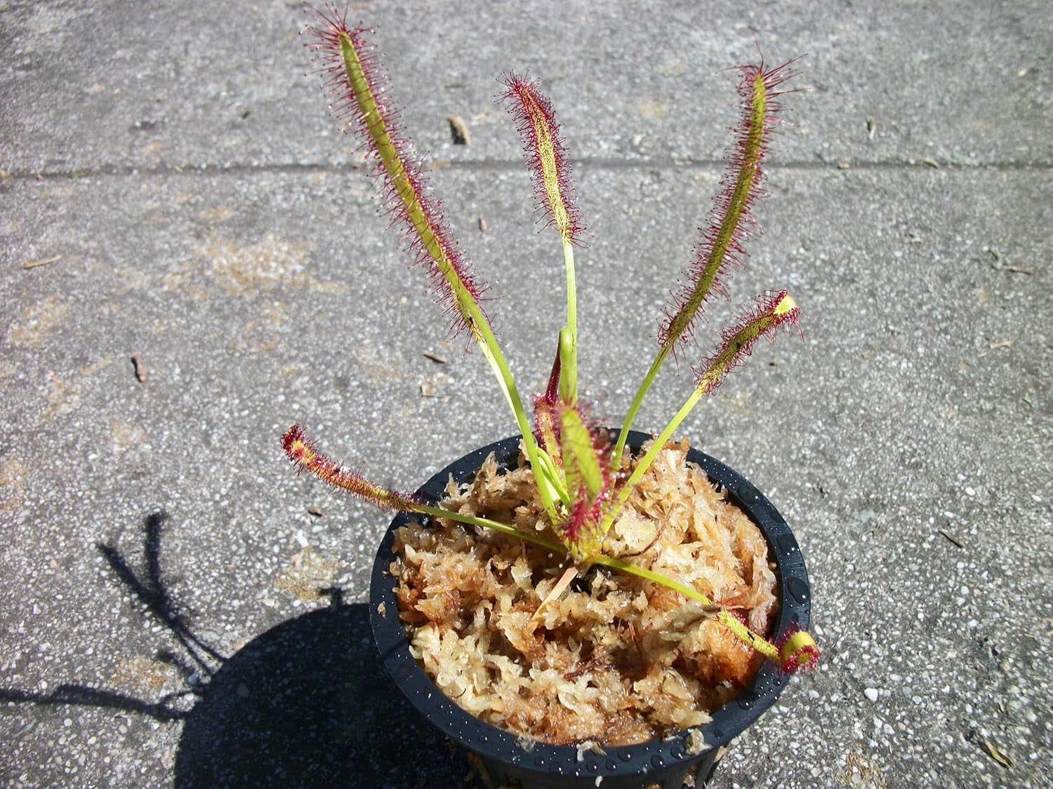 Carnivorous Cape Sundew (Drosera Capensis) Plant 3 inch Pot - Walmart.com