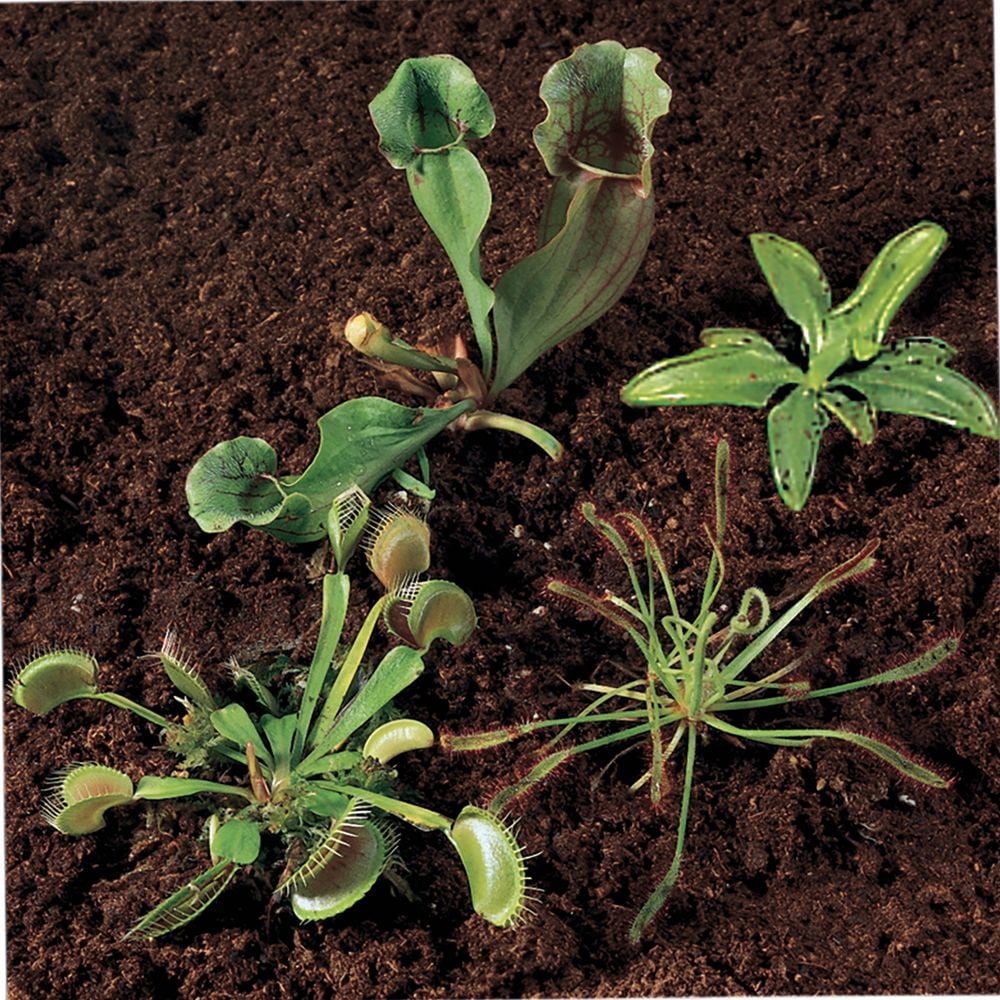 Carnivorous Plants Collection, Living - Walmart.com