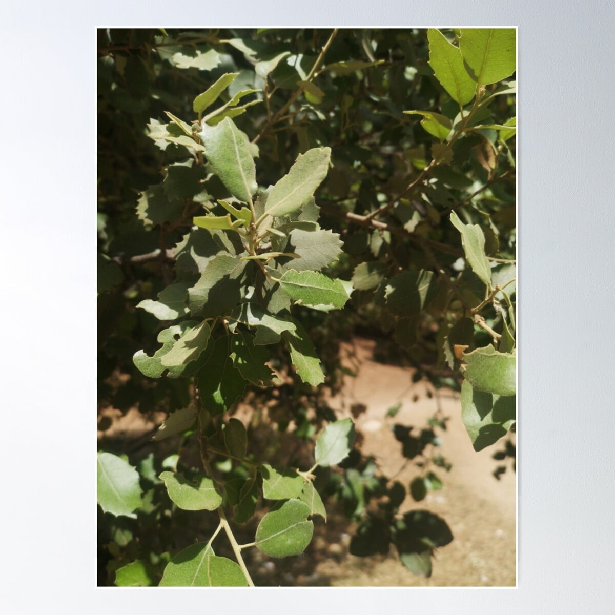 Carob Tree Poster Wall Art, Modern Wall Decor For Living Room Bedroom ...