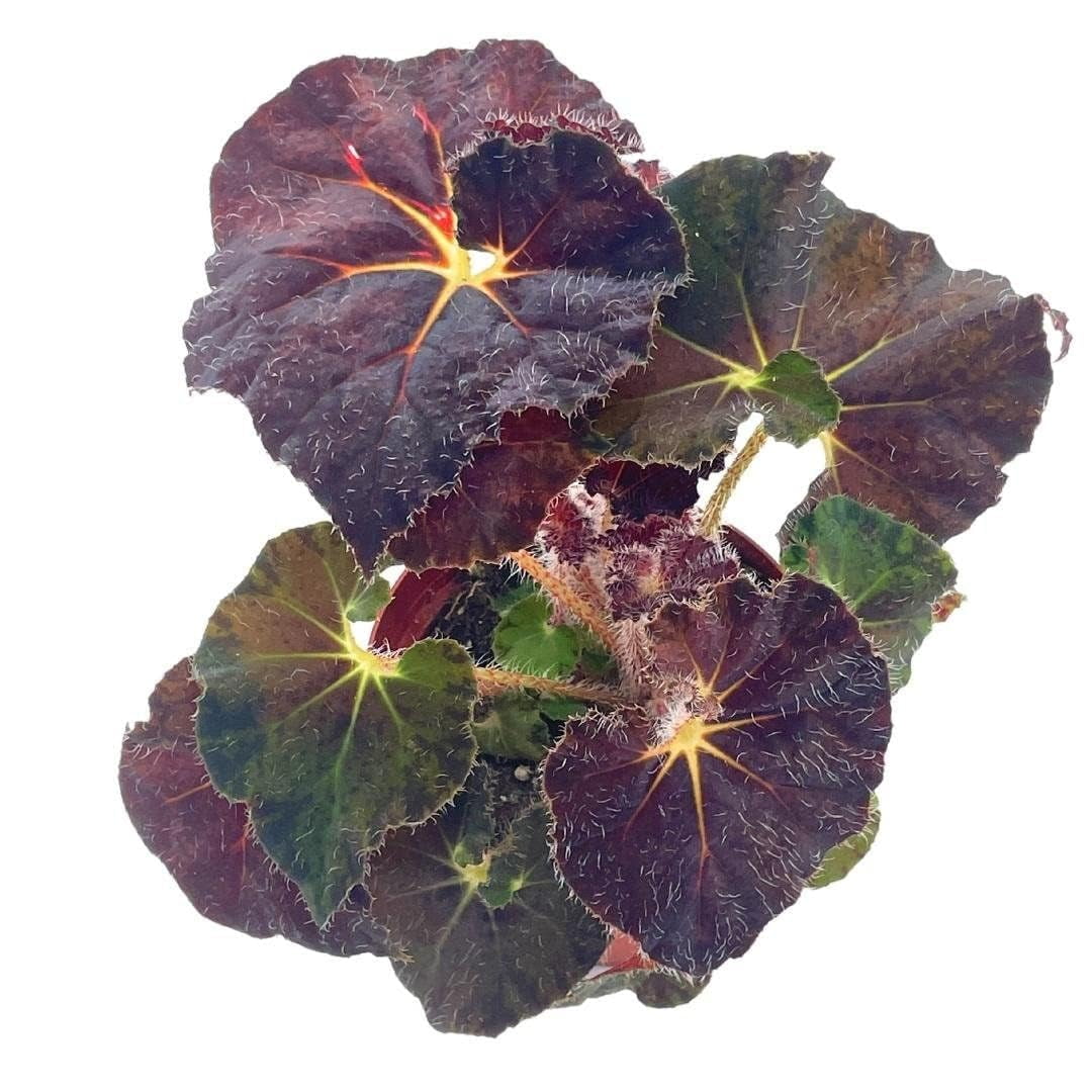Carol Knight Rhizomatous Begonia Rhizo, 4 inch Dark Purple Galaxy, with ...