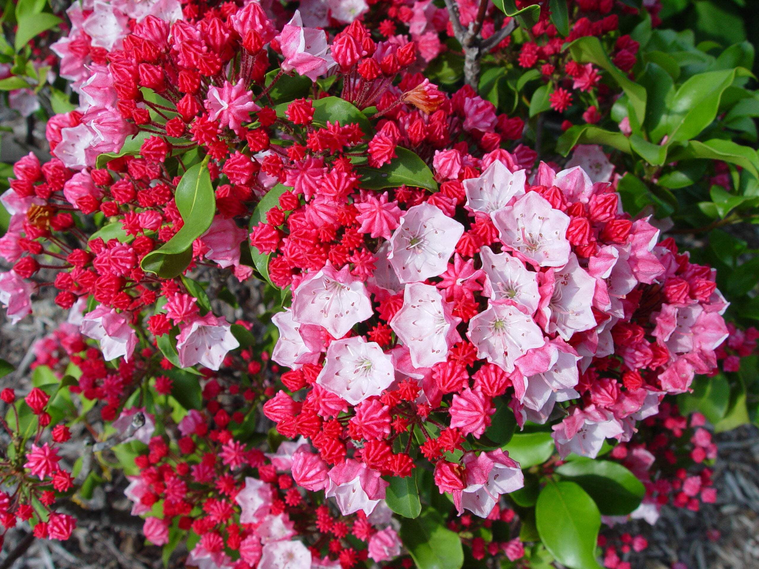Carol Mountain Laurel - Walmart.com