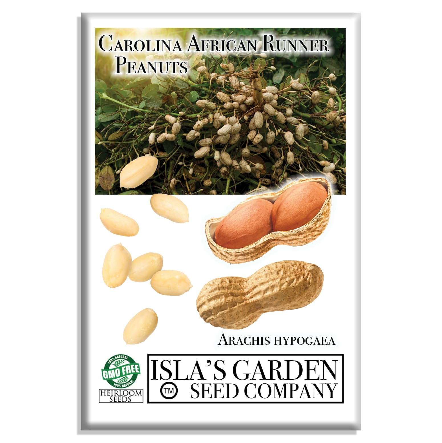 Carolina African Runner FEV6 Peanut Seeds for Planting - 20 Seeds by ...