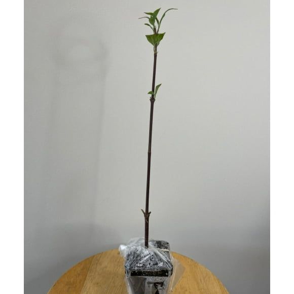 Carolina Allspice Shrub