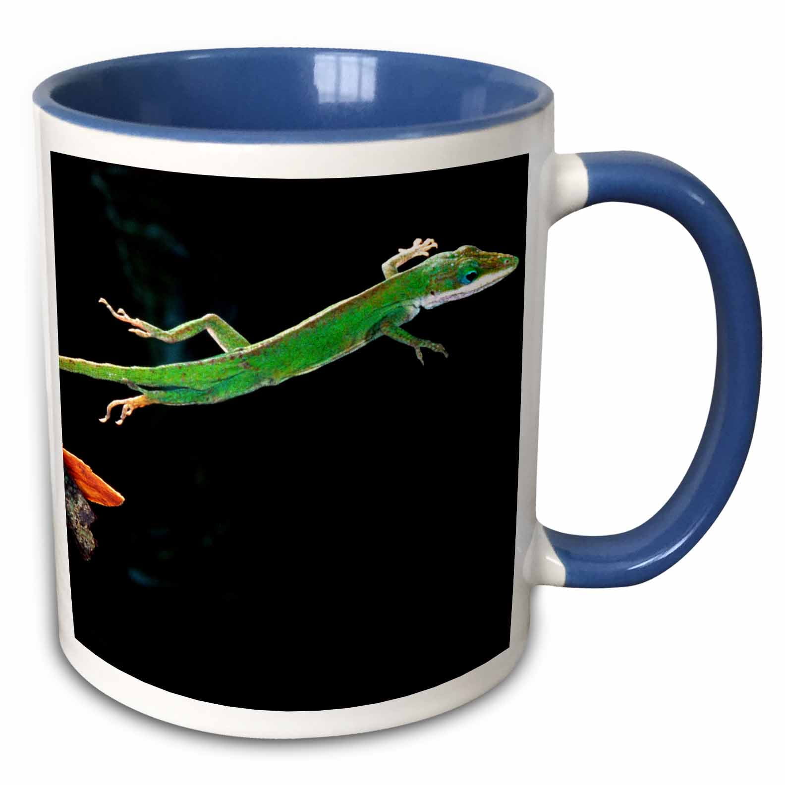 Carolina Anole, American Chameleon, lizard - NA02 DNO0260 - David ...