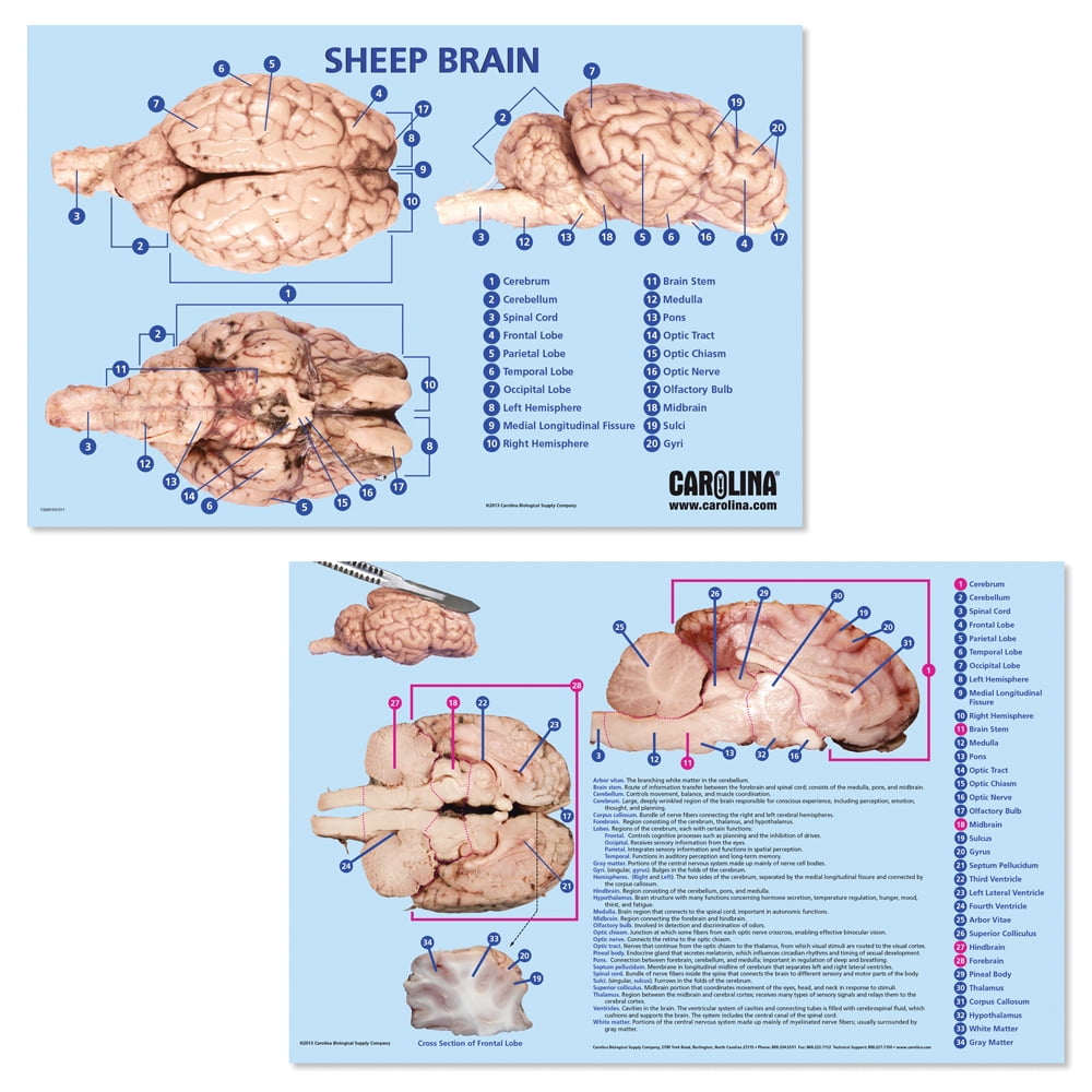 Carolina Brain Dissection Mat, Step-By-Step Dissection Instructions ...
