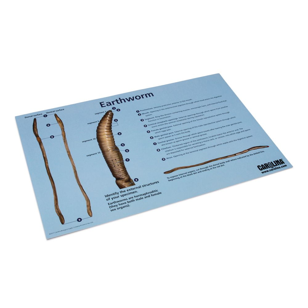Carolina Earthworm Dissection Mat - Walmart.com