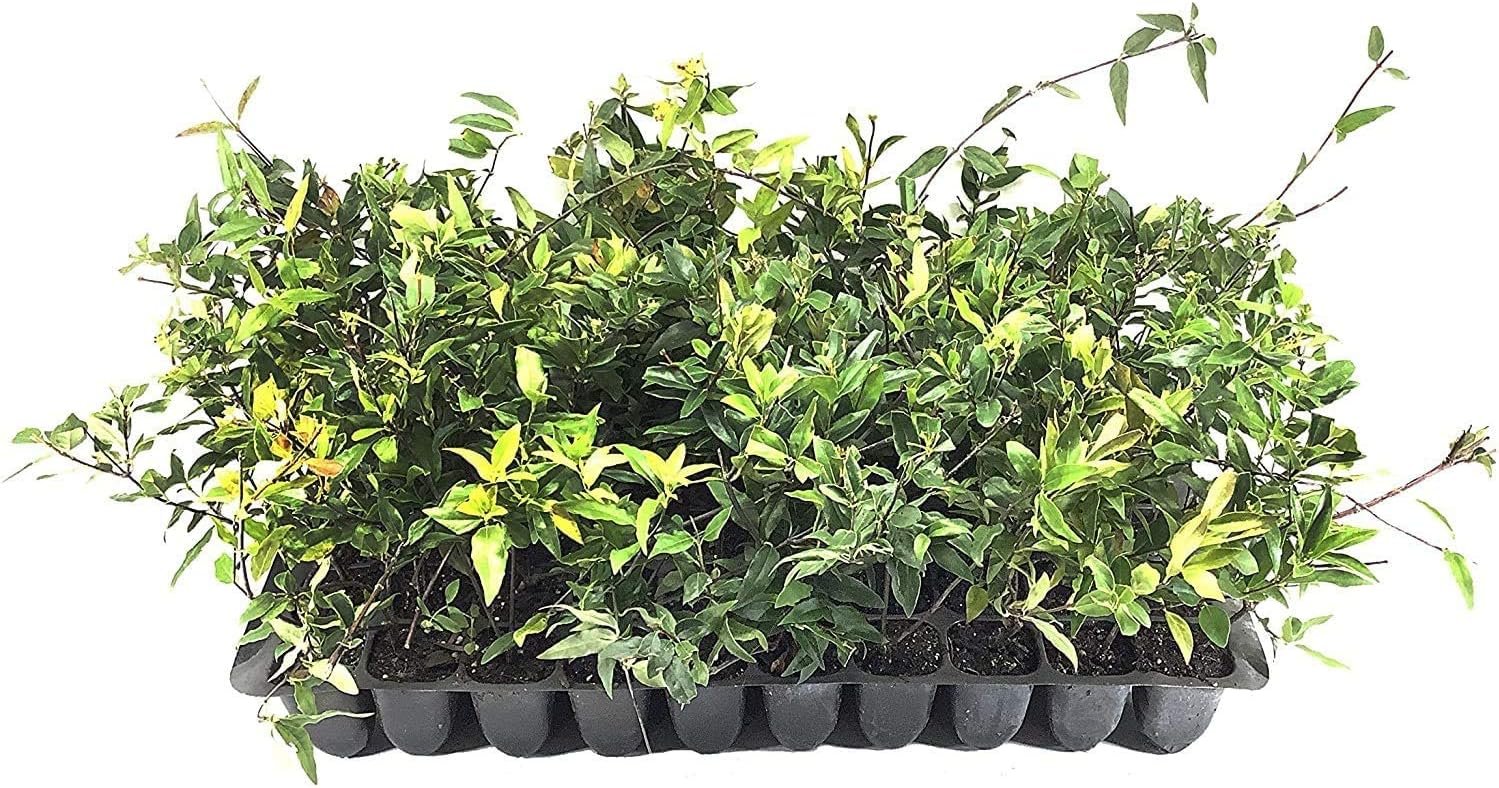 Carolina Jasmine 3 Live Plants Gelsemium Sempervirens Jessamine ...