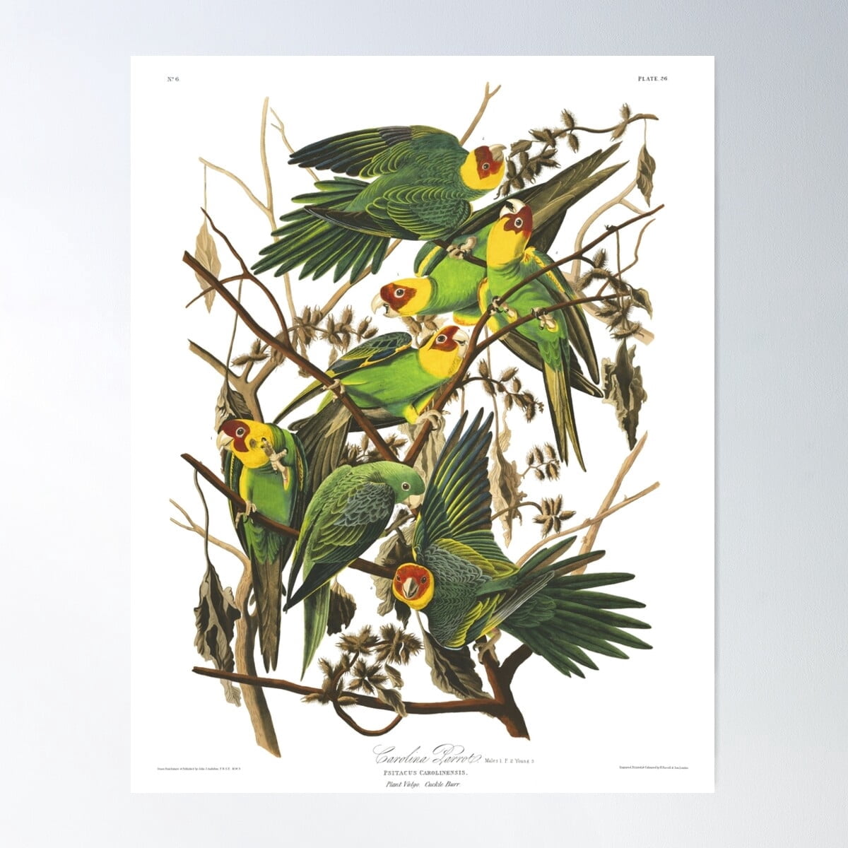 Carolina Parakeet Audubon Poster Wall Art , Poster Print Only - Walmart.com