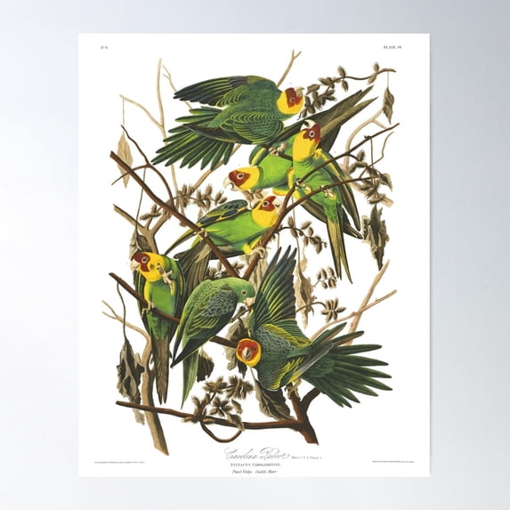 Carolina Parakeet Audubon Poster Wall Art , Poster Print Only - Walmart.com