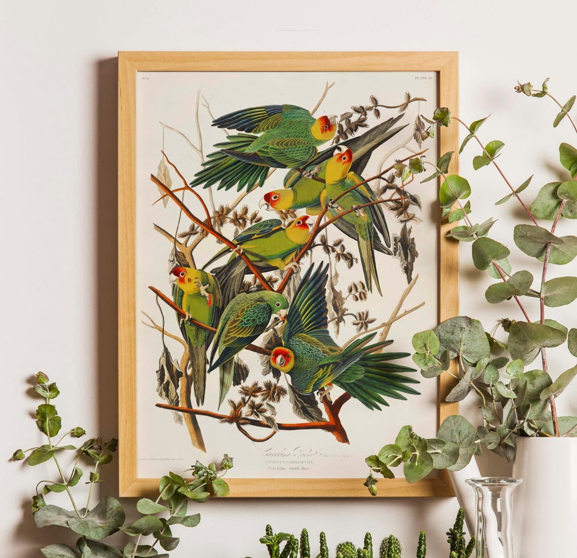 Carolina Parrot Poster, Antique Bird, Parrot Poster, American Parrot ...