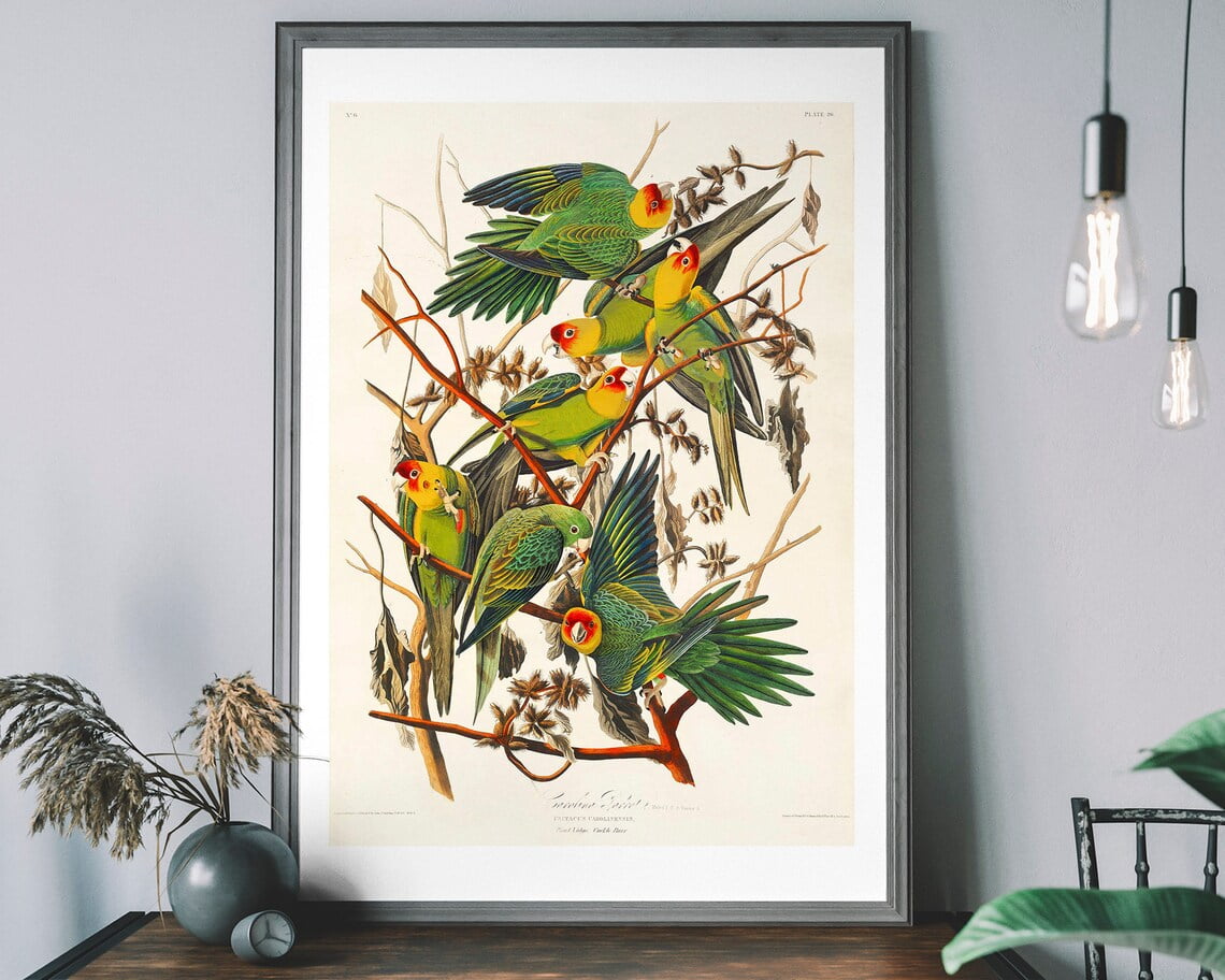 Carolina Parrot Vintage Art Print, Birds Of America Decor, Tropical ...