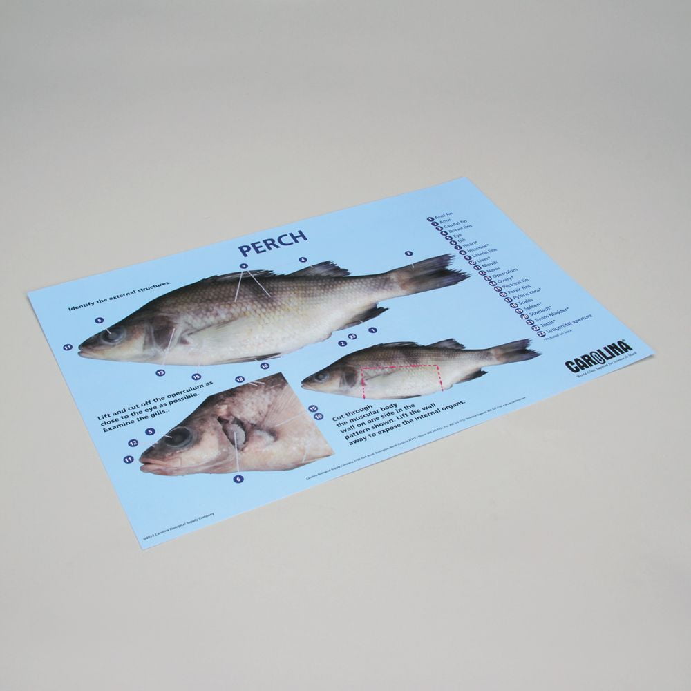 Carolina Perch Dissection Mat - Walmart.com