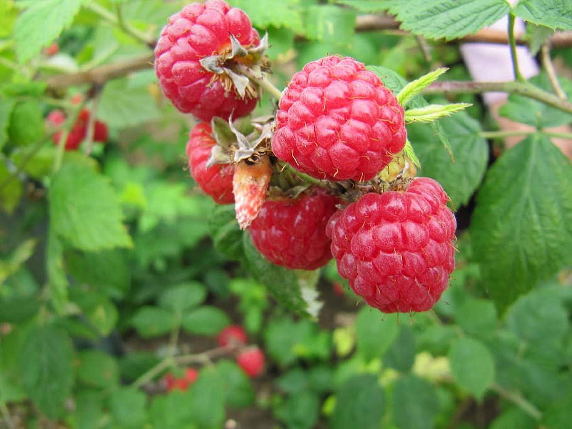 Carolina Raspbery - 5 Red Raspberry Plant - Everbearing - Organic Grown ...