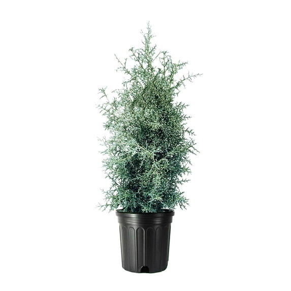 Carolina Sapphire | 1 Large Gallon Size Tree | Cupressus arizonica ...