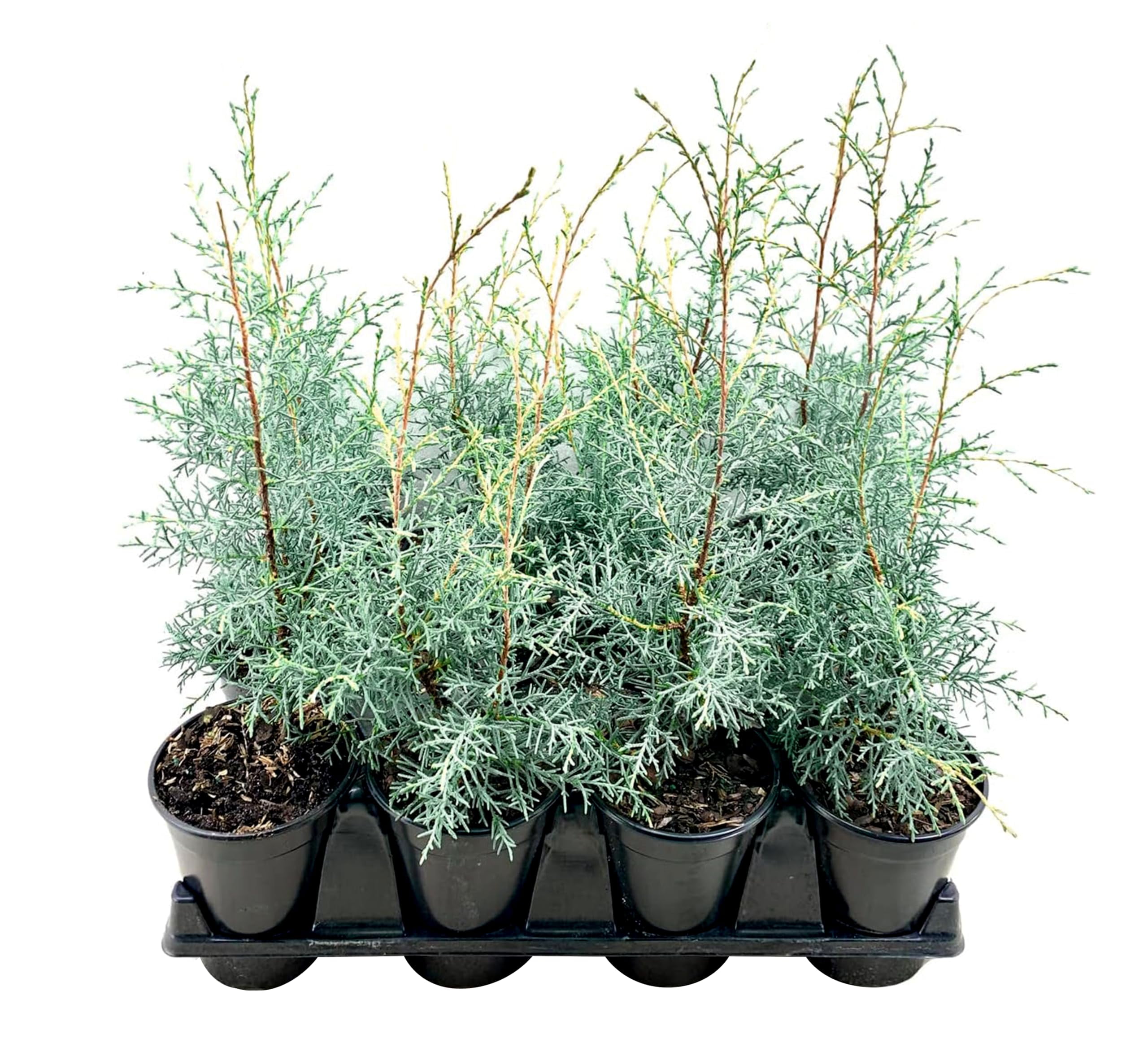 Carolina Sapphire | 10 Live Quart Size Trees | Cupressus arizonica ...