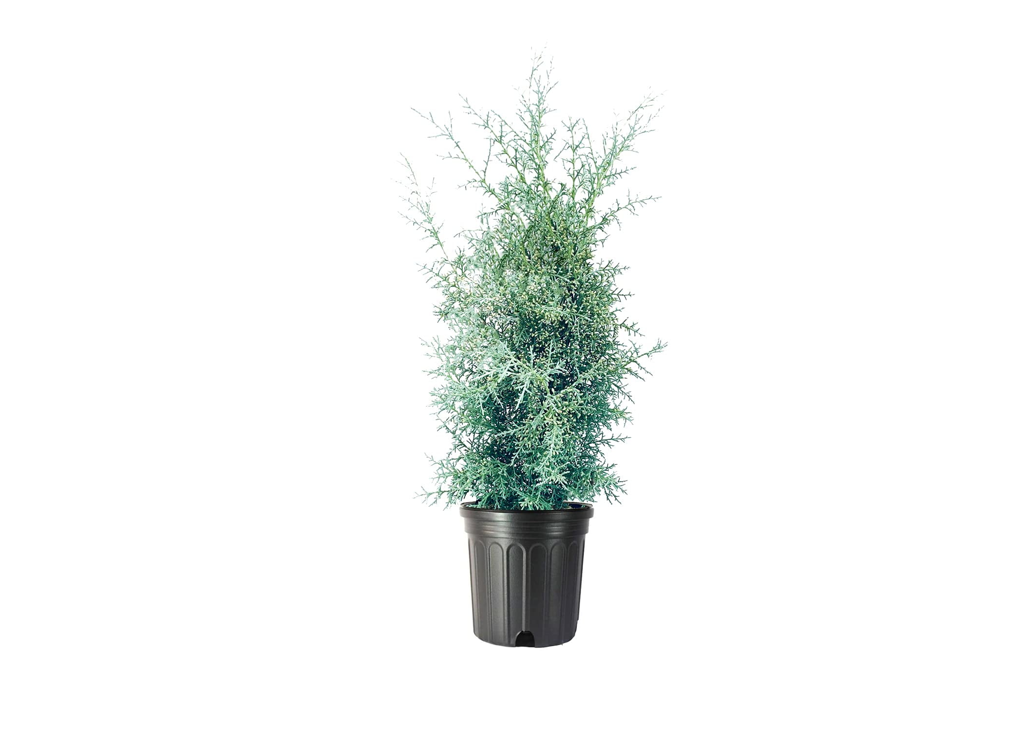 Carolina Sapphire | 3 Large Gallon Size Plants | Cupressus Arizonica ...