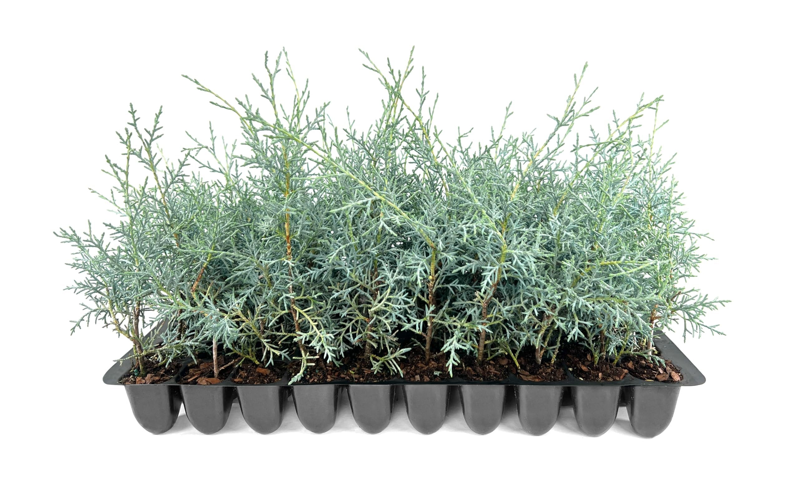 Carolina Sapphire 10 Live Plants Cupressus arizonica 'Carolina Sapphire ...