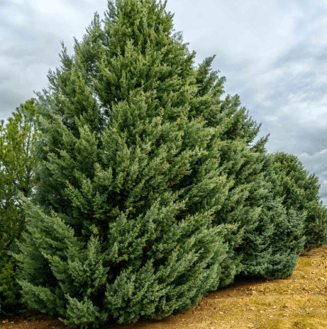 Carolina Sapphire Cypress Tree Live for Planting, Beautiful Evergreen ...
