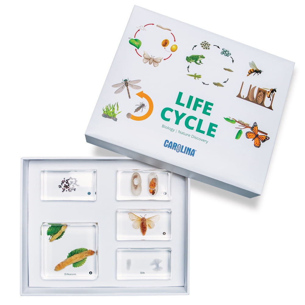 Silkworm Life Cycle