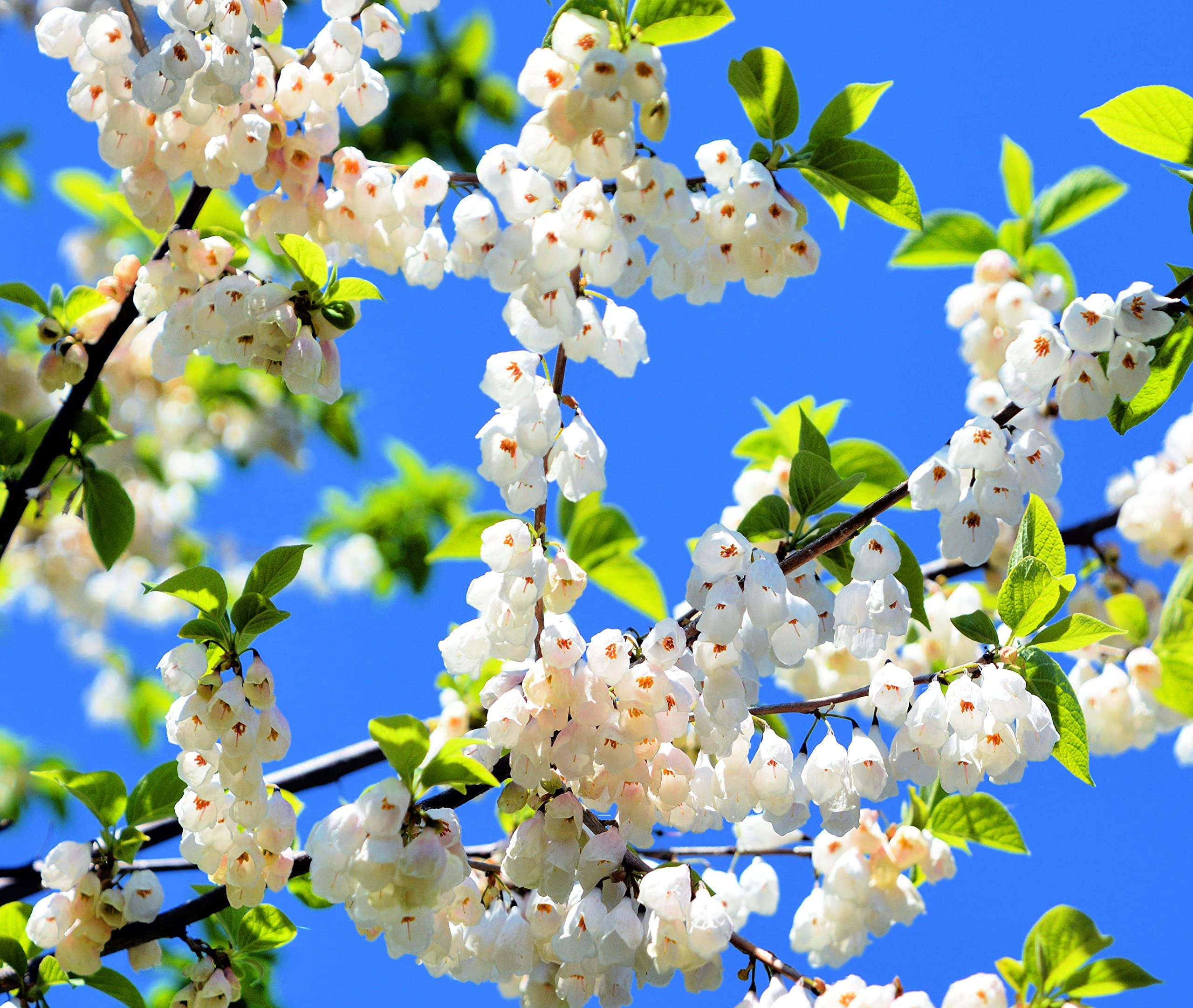 CZ Grain Carolina Silverbell Tree Seeds - 6 Large Seeds, White ...