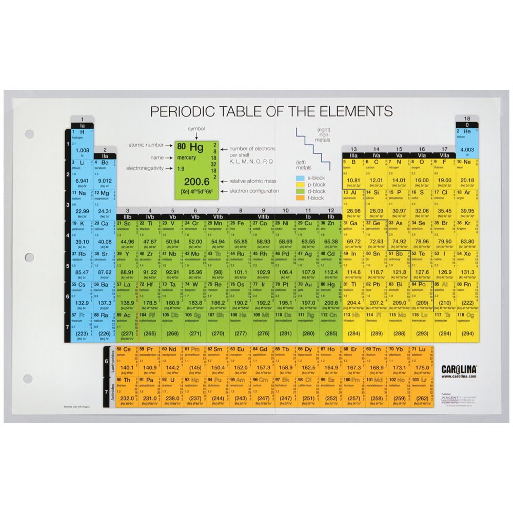 Carolina Student Infographic Periodic Table - Walmart.com