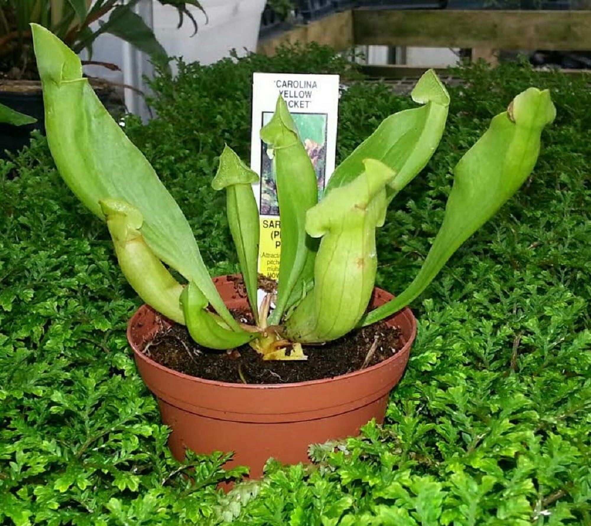 Carolina Yellow Jacket Pitcher Plant - Sarracenia - 3" Pot - Walmart.com