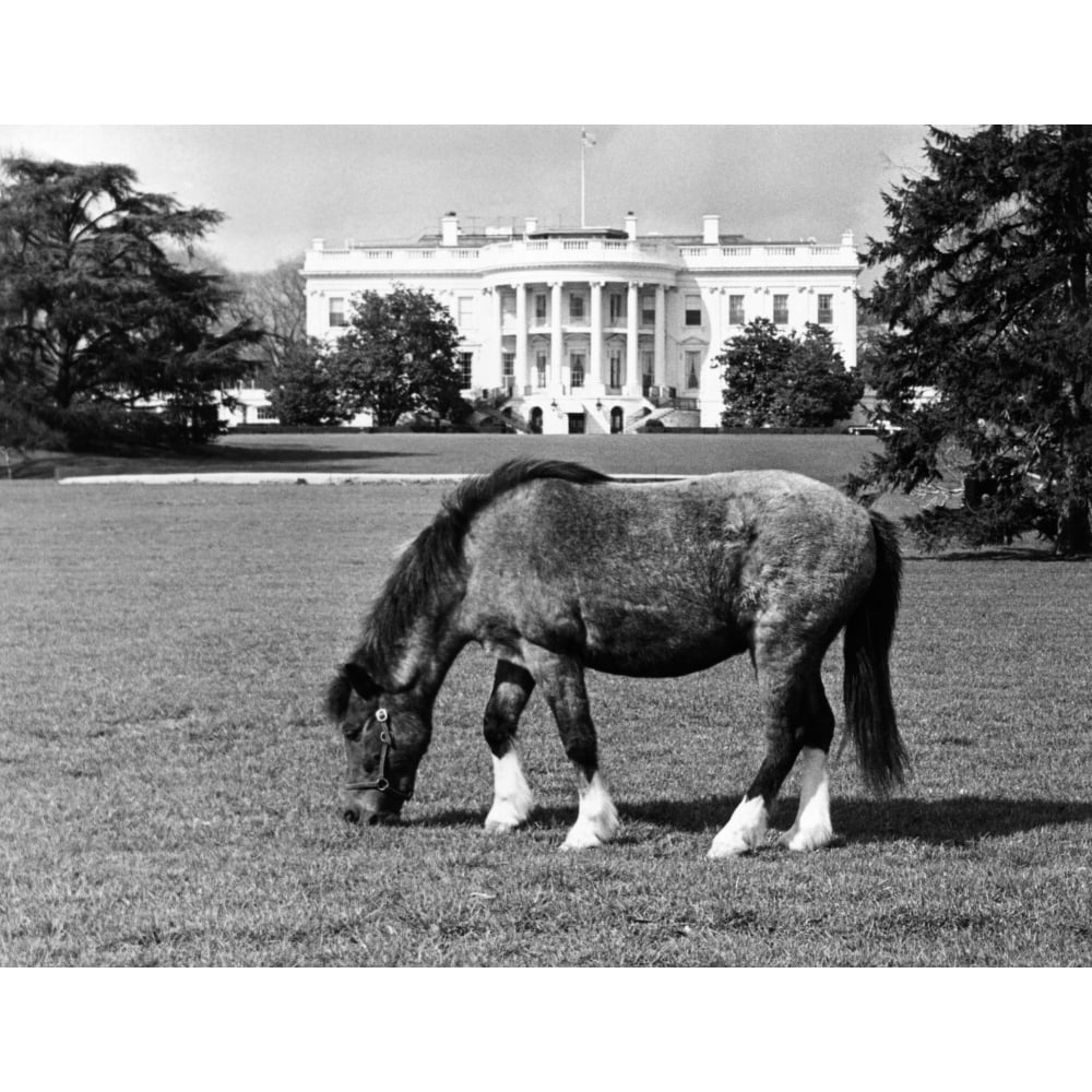 Caroline Kennedy'S Pony 'Macaroni' Pastures On The White House Lawn ...