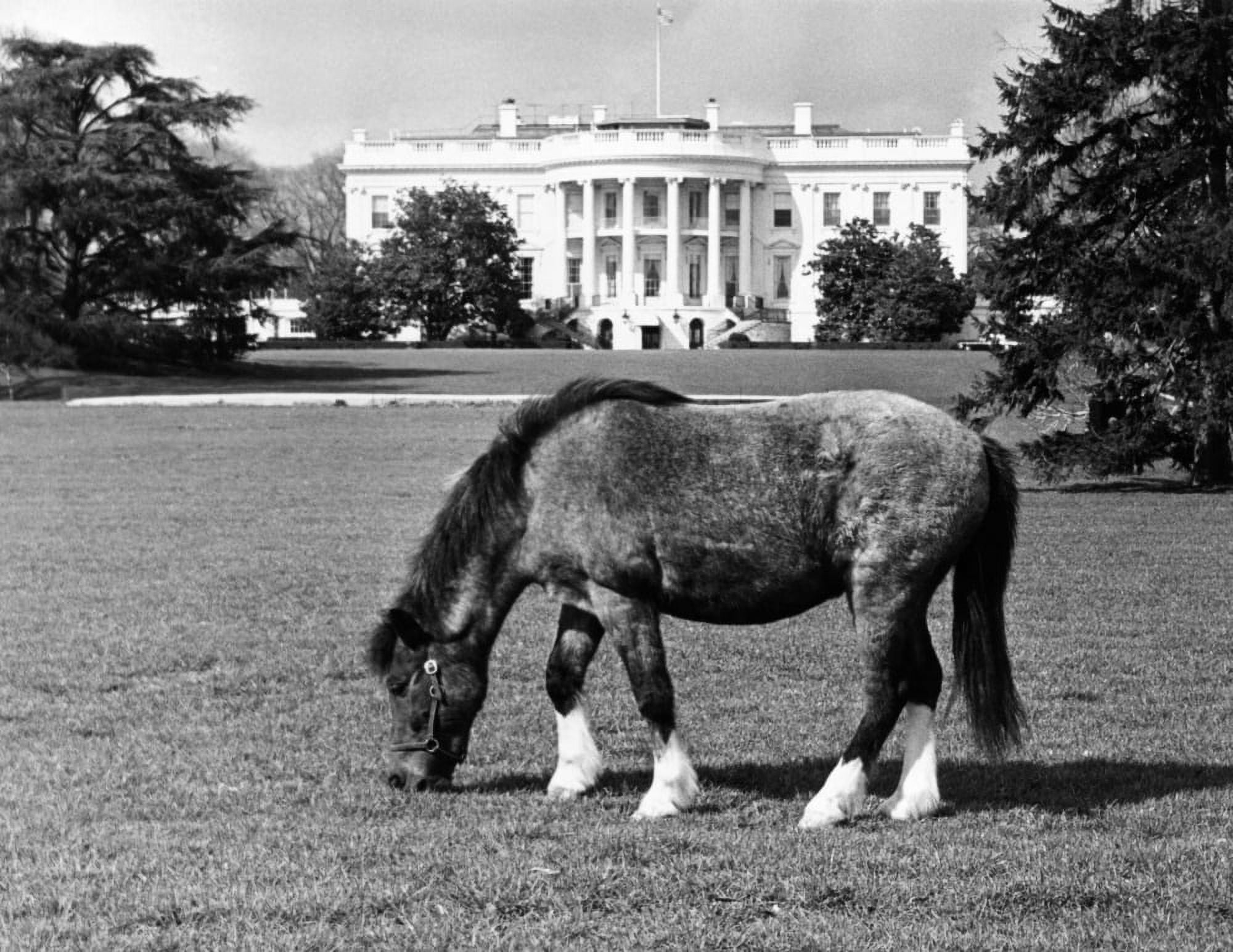 Caroline Kennedy'S Pony 'Macaroni' Pastures On The White House Lawn ...