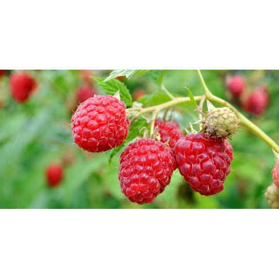 Daylily Nursery Caroline Red Raspberry Plant, Everbearing, 4-inch Pot ...