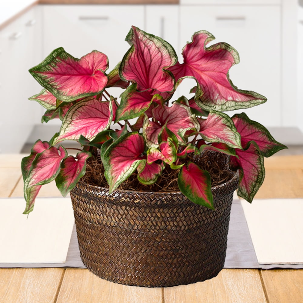 Carolyn Whorton Caladium Potted Bulb Garden - Simply Water and Grows in ...