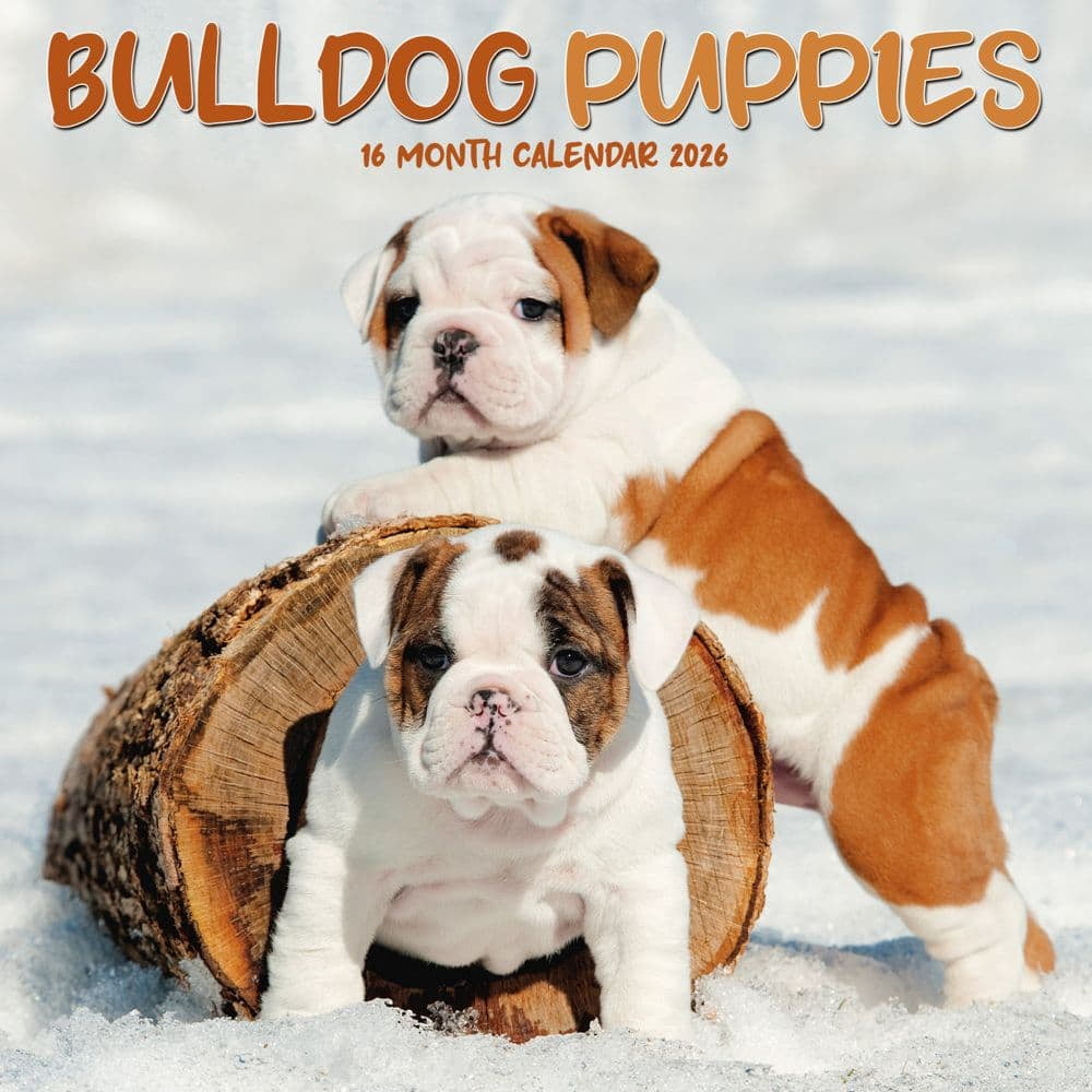 Carousel Calendars, Bulldog Puppies 2026 Mini Wall Calendar - Walmart.com