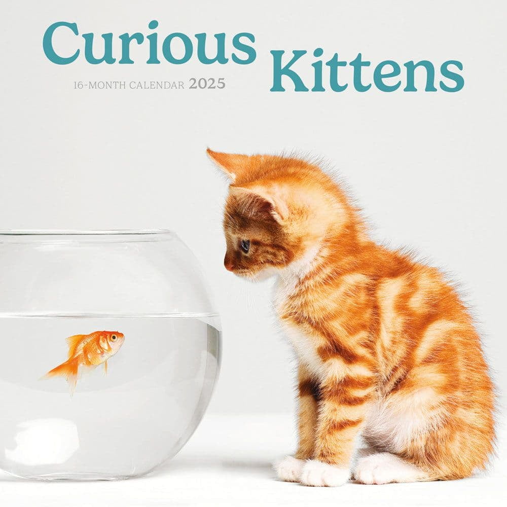 Carousel Calendars, Curious Kittens 2025 Mini Wall Calendar - Walmart.com