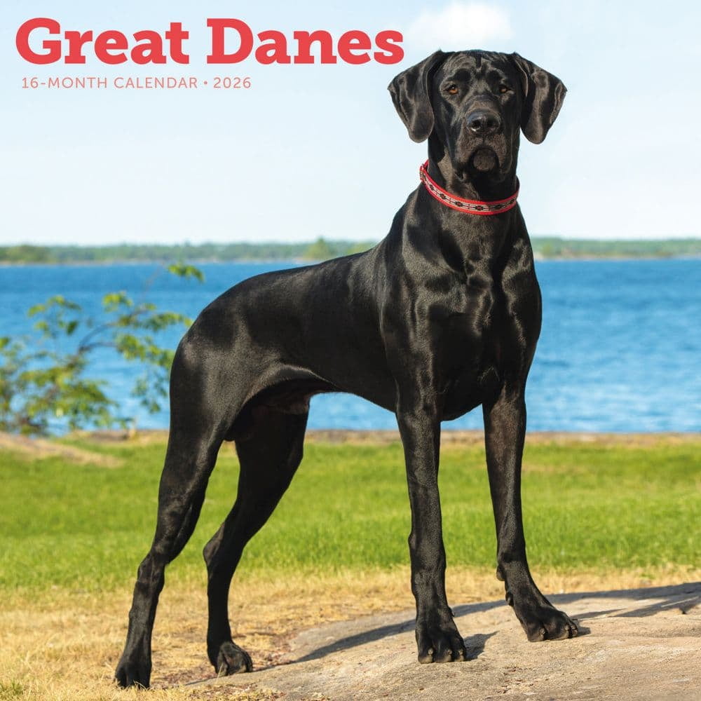 Carousel Calendars, Great Danes 2026 Wall Calendar - Walmart Business ...