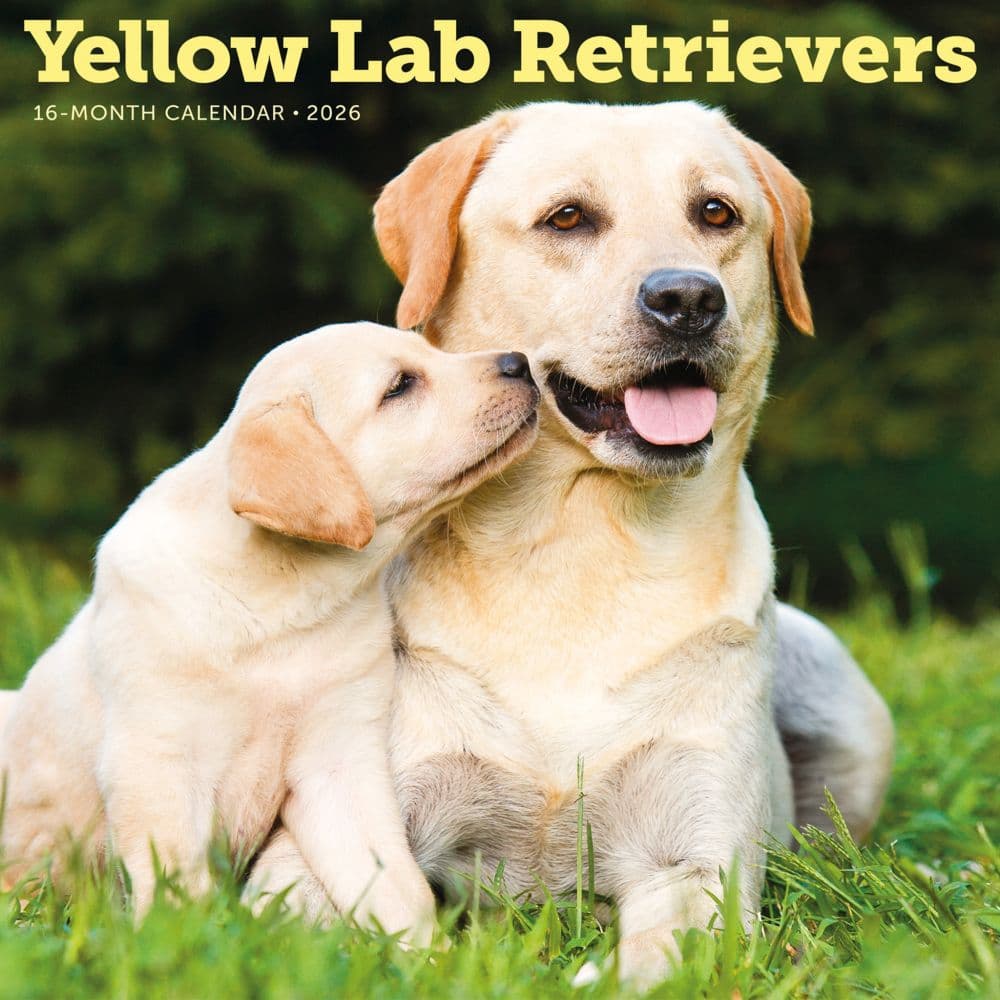 Carousel Calendars, Just Yellow Labs 2026 Wall Calendar - Walmart.com