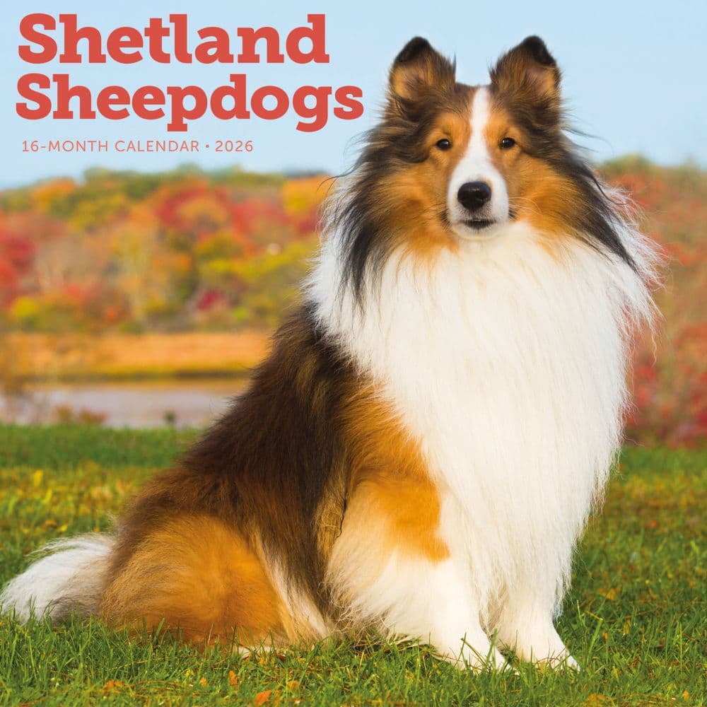 Carousel Calendars, Shetland Sheepdogs 2026 Wall Calendar - Walmart.com