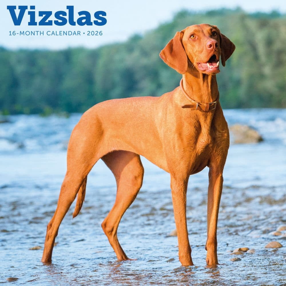 Carousel Calendars, Vizslas 2026 Wall Calendar - Walmart Business Supplies