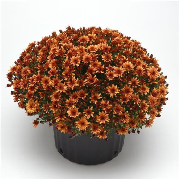 Carousel Glimmer Orange-Garden Mum-Ideal for borders and containers 6 ...